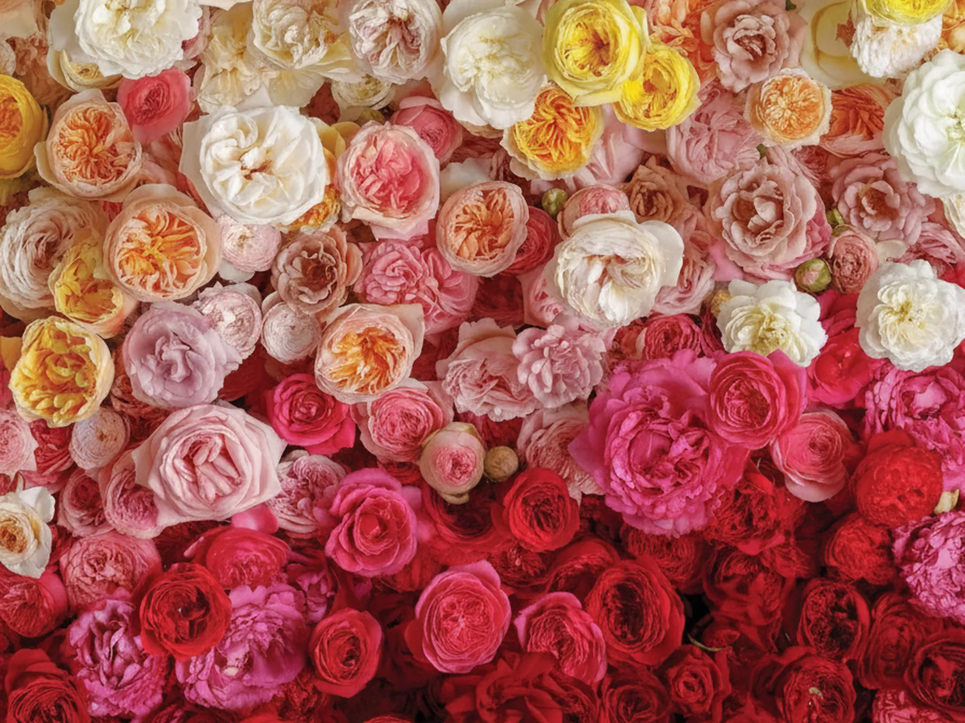 Grace Rose - The Hyper Fuel